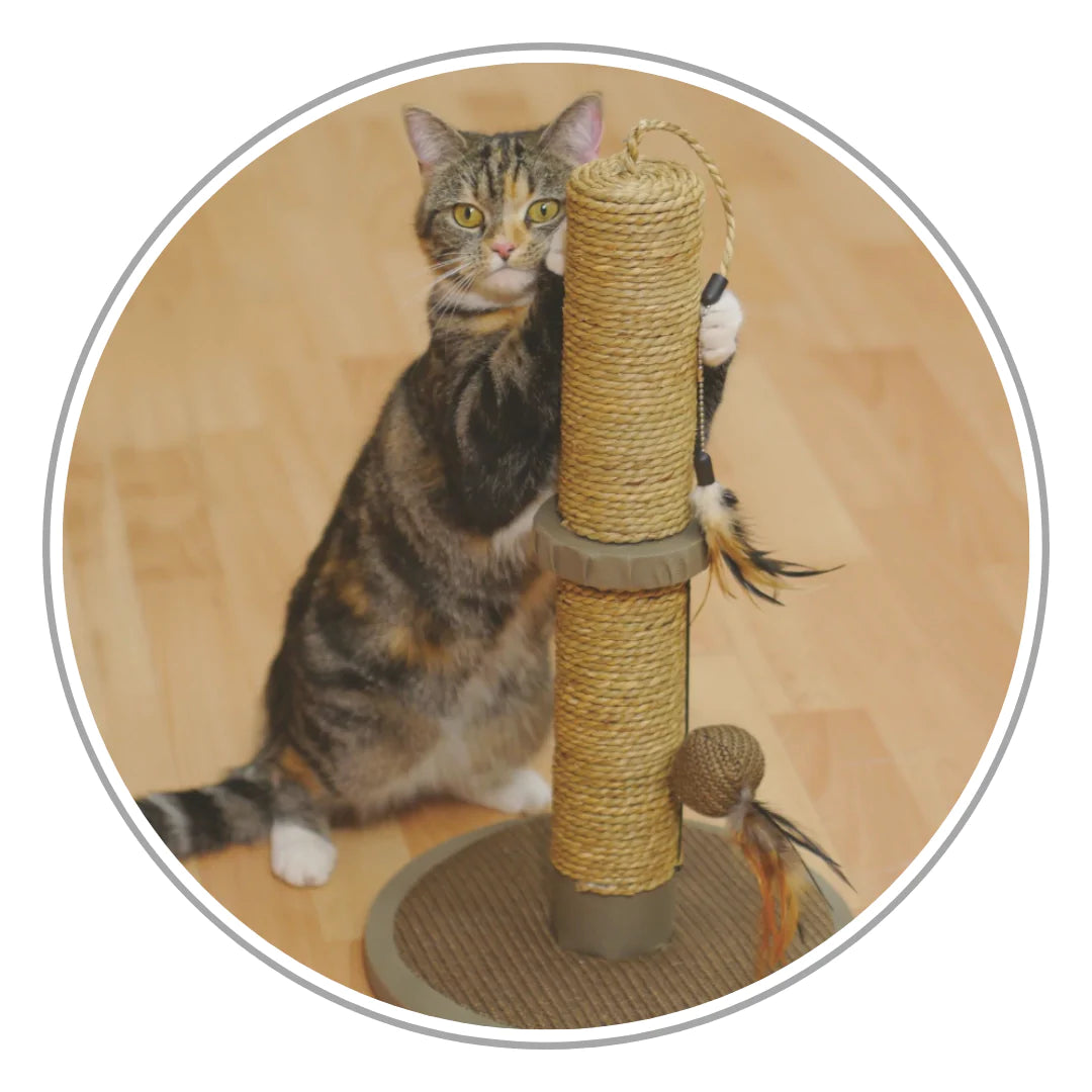 Cat Toys - Discover Fun and Engaging Toys for Cats at Petwell